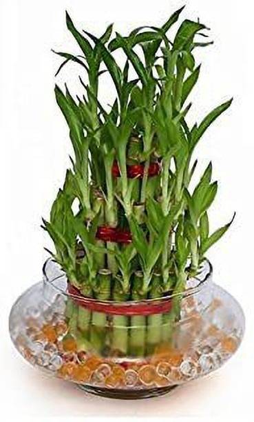 Plants | Buy Indoor Plants, Outdoor Plants at Best Prices Available ...