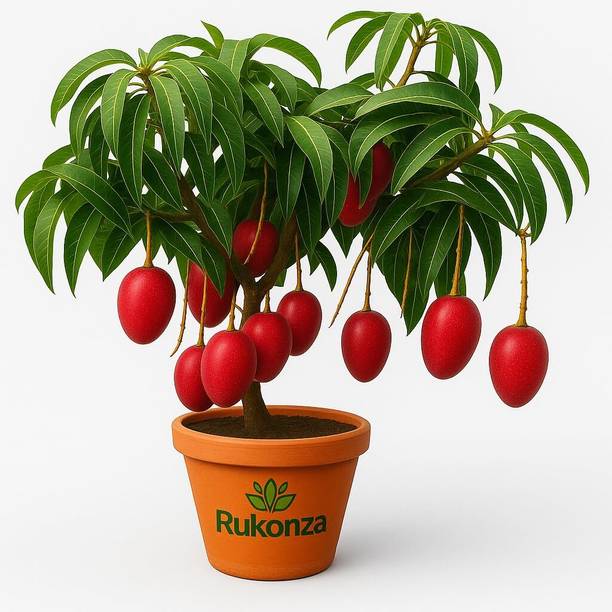 Plants | Buy Indoor Plants, Outdoor Plants | Flipkart