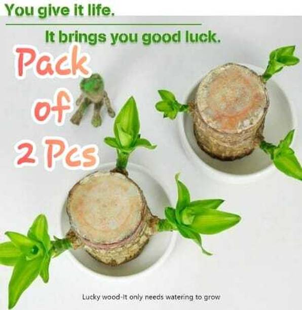 Plants | Buy Indoor Plants, Outdoor Plants | Flipkart