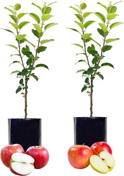 Plants | Buy Indoor Plants, Outdoor Plants | Flipkart