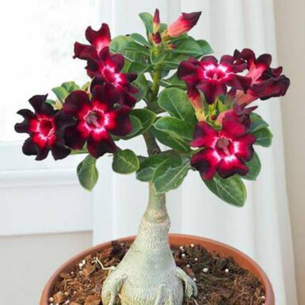 Buy Adenium Plants Online | Healthy Desert Roses for Sale
