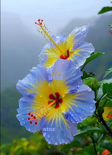 Flower Plant Online in India | Flipkart | 29-Jul-25