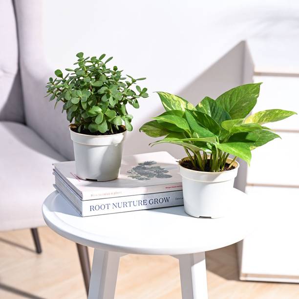Plants | Buy Indoor Plants, Outdoor Plants | Flipkart