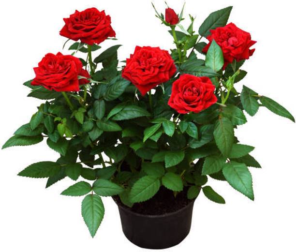 Rose Plant Online in India | Flipkart | 18-Sep-25