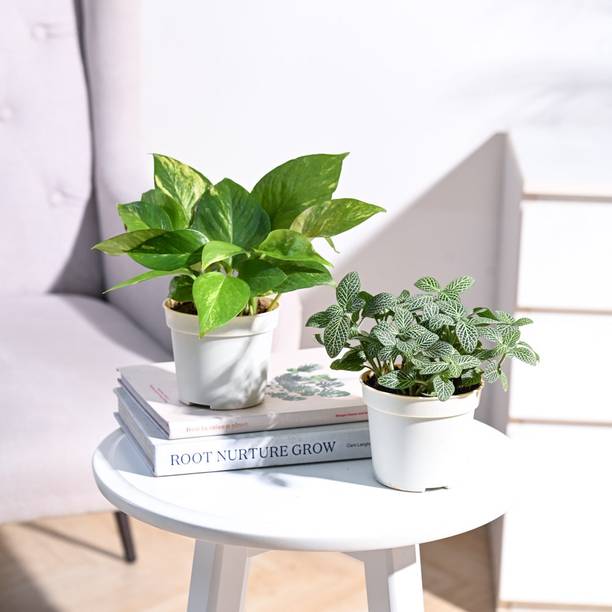 Plants | Buy Indoor Plants, Outdoor Plants | Flipkart