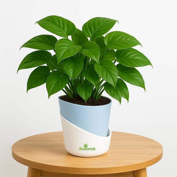Plants | Buy Indoor Plants, Outdoor Plants | Flipkart