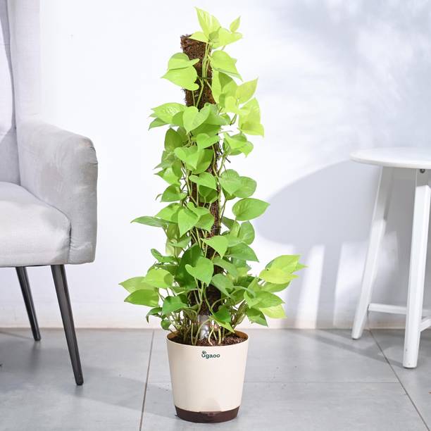 Plants | Buy Indoor Plants, Outdoor Plants | Flipkart