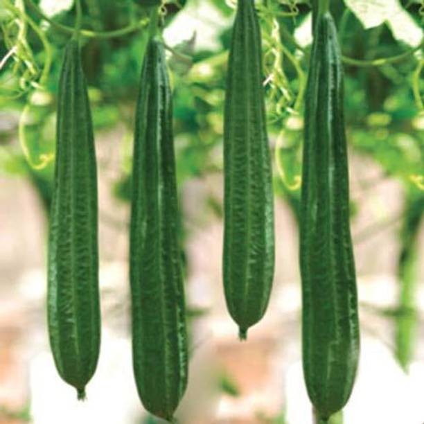 Vegetable Seeds Online in India | Flipkart | 06-Apr-25