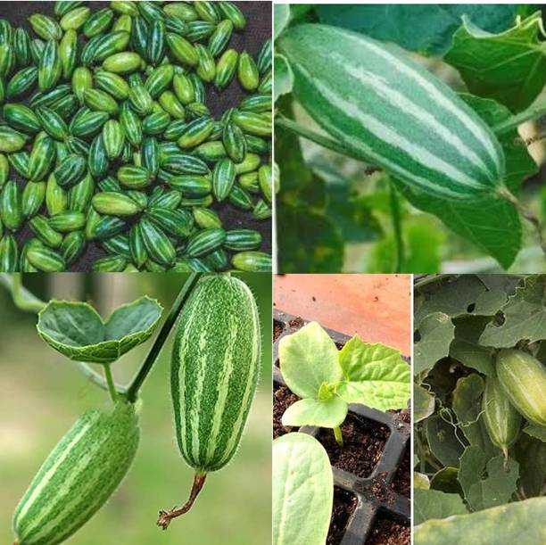 Vegetable Seeds Online in India | Flipkart | 07-Mar-25