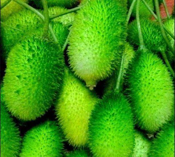 Vegetable Seeds Online in India | Flipkart | 21-Mar-25