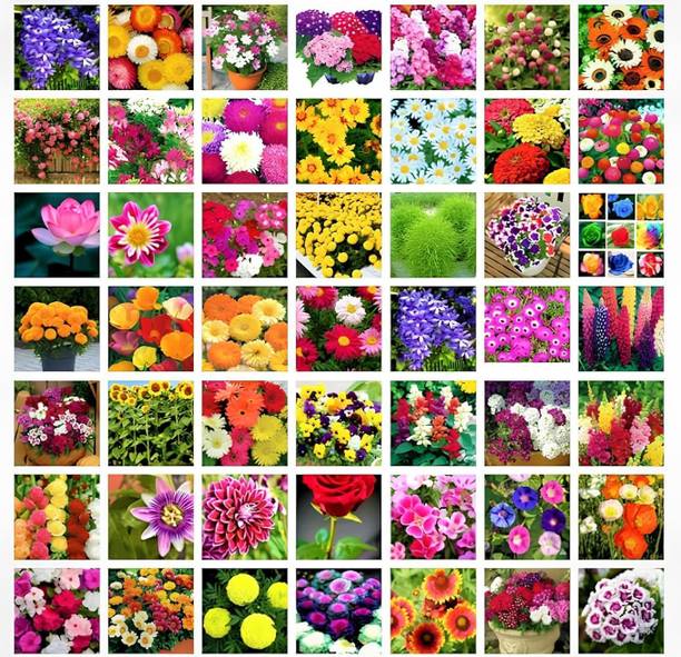 Flower Seeds Online in India | Flipkart | 18-Jul-25