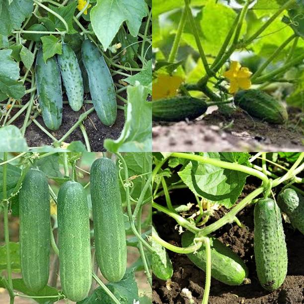 Vegetable Seeds Online in India | Flipkart | 27-Mar-25