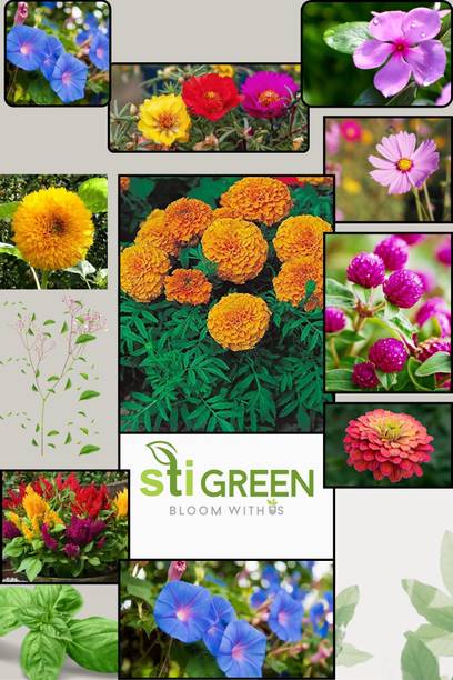 Flower Seeds Online in India | Flipkart | 02-Nov-25