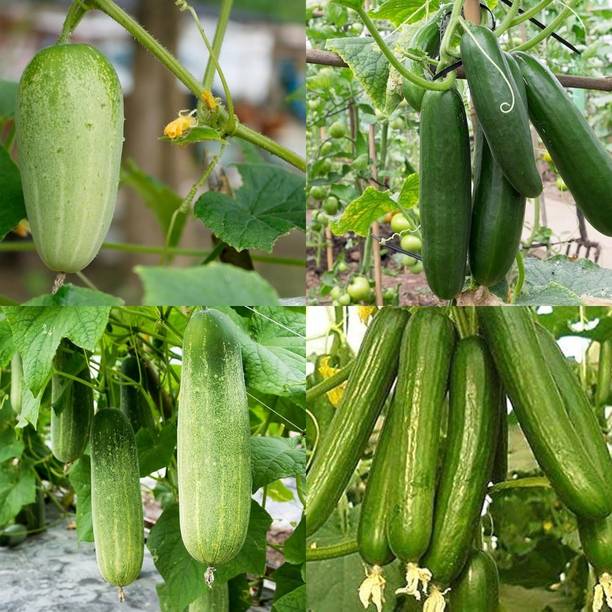 Vegetable Seeds Online in India | Flipkart | 07-May-25