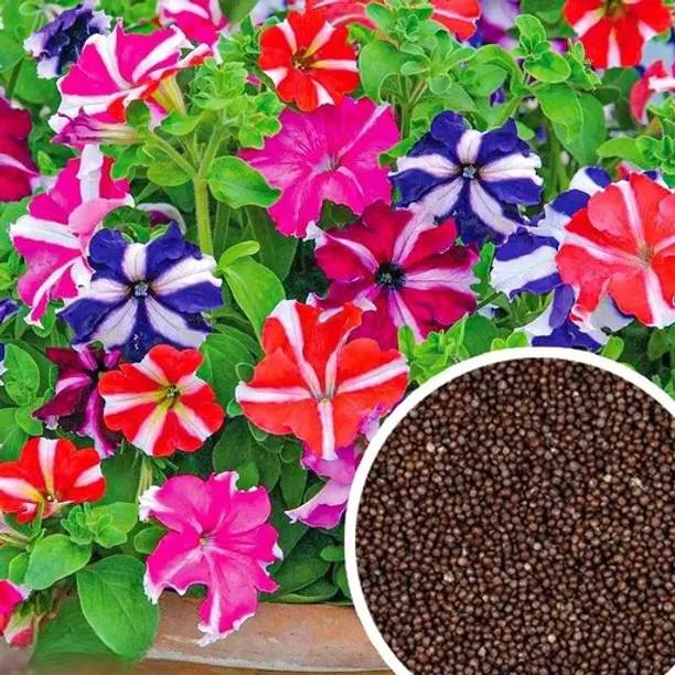 Flower Seeds Online in India | Flipkart | 06-Jan-26