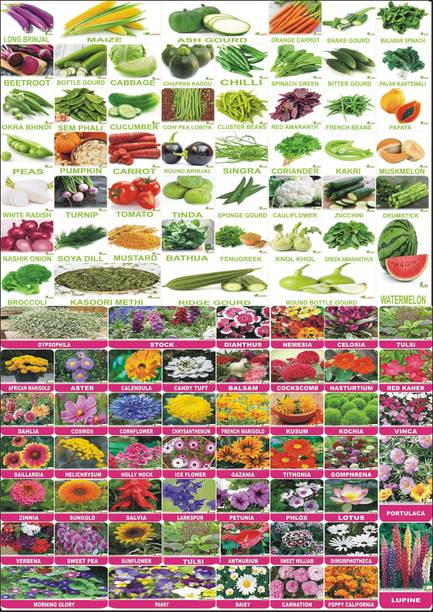 Vegetable Seeds Online in India | Flipkart | 11-Aug-25