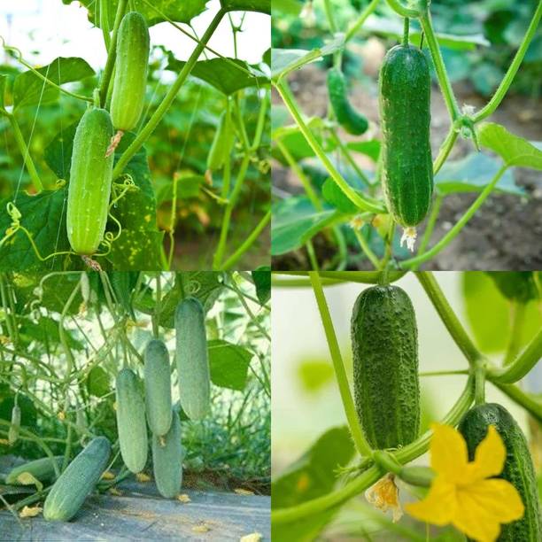 Vegetable Seeds Online in India | Flipkart | 07-May-25