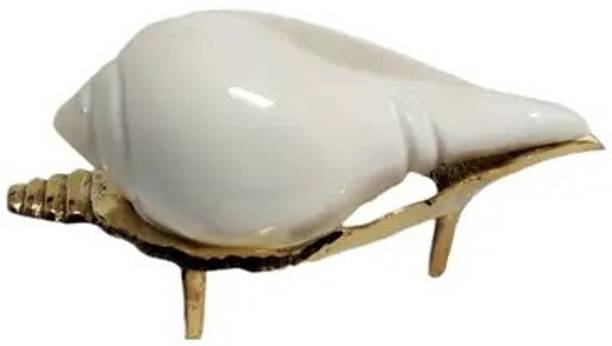 Authentic Shankh & Conch Shells - Pooja Items