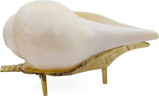 Authentic Shankh & Conch Shells - Pooja Items