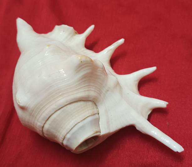 Authentic Shankh & Conch Shells - Pooja Items from ₹199