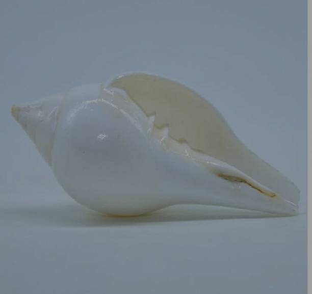 Authentic Shankh & Conch Shells - Pooja Items