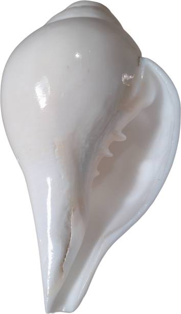 Authentic Shankh & Conch Shells - Pooja Items from ₹199