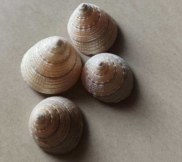 Authentic Shankh & Conch Shells - Pooja Items