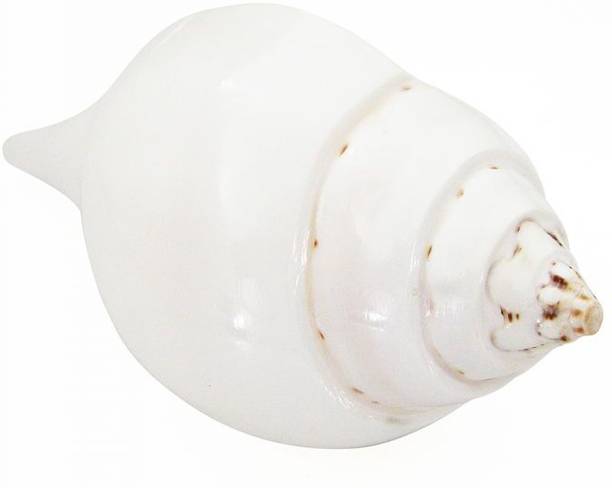 Authentic Shankh & Conch Shells - Pooja Items from ₹199