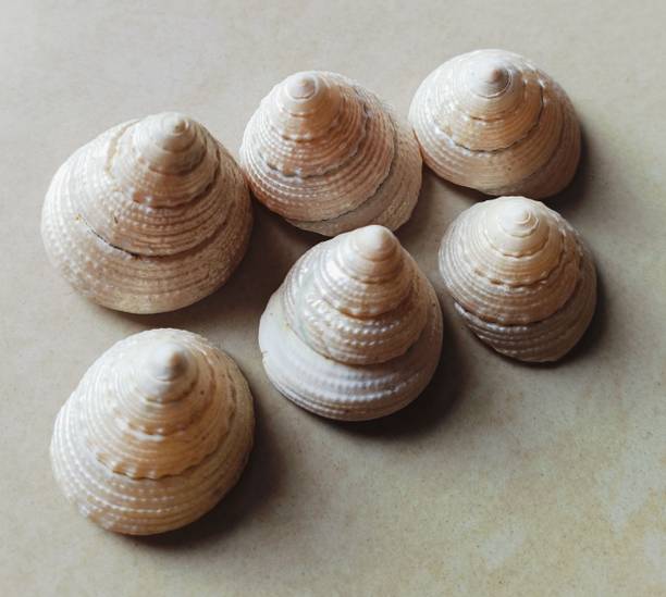 Authentic Shankh & Conch Shells - Pooja Items