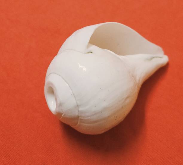 Authentic Shankh & Conch Shells - Pooja Items from ₹199