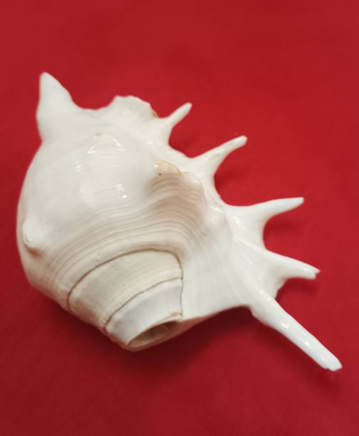Authentic Shankh & Conch Shells - Pooja Items from ₹199