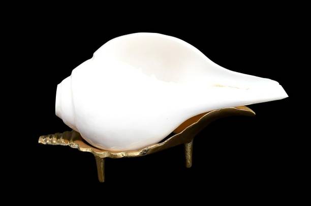 Authentic Shankh & Conch Shells - Pooja Items
