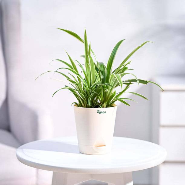 Plants | Buy Indoor Plants, Outdoor Plants | Flipkart