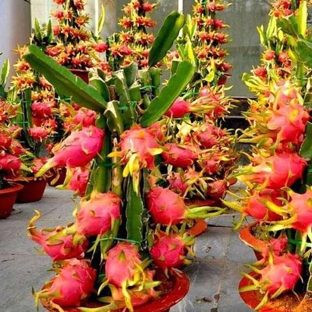 Dragon Fruit Plant Online in India | Flipkart | 23-Oct-25