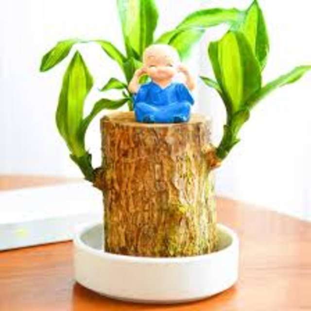 Plant Sapling - Buy Outdoor & Indoor Plants for Home Online | Shopsy