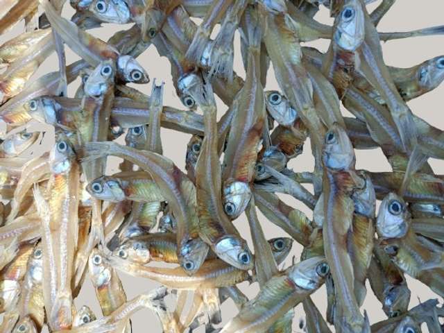 Seafood - Buy Seafood Online at Best Prices In India | shopsy.in