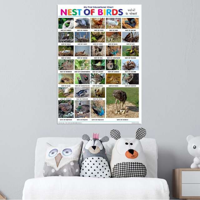 Birds and Their Nest Educational Wall Chart For Kids - Both Side Hard ...