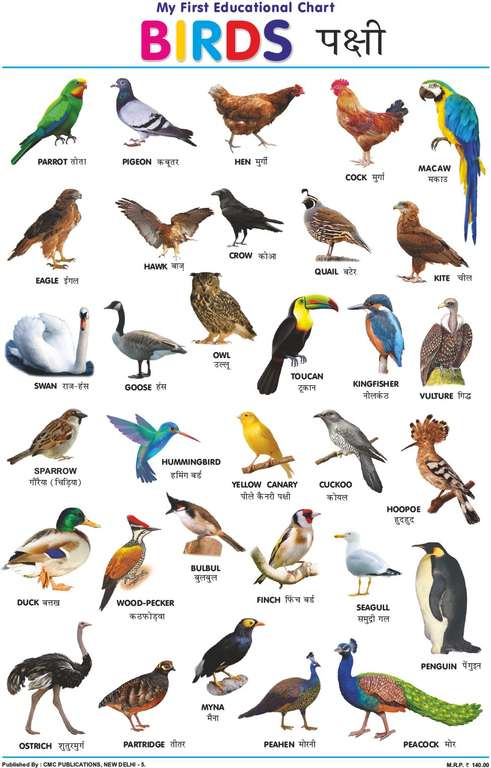 Birds and Their Nest Educational Wall Chart For Kids - Both Side Hard ...