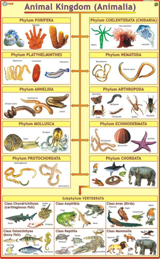 Animal Classification Chart