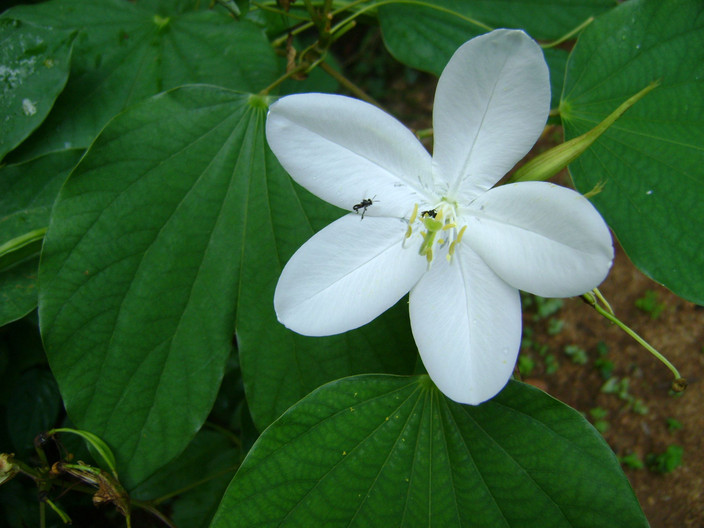 Beautiful Flower Of Kerala