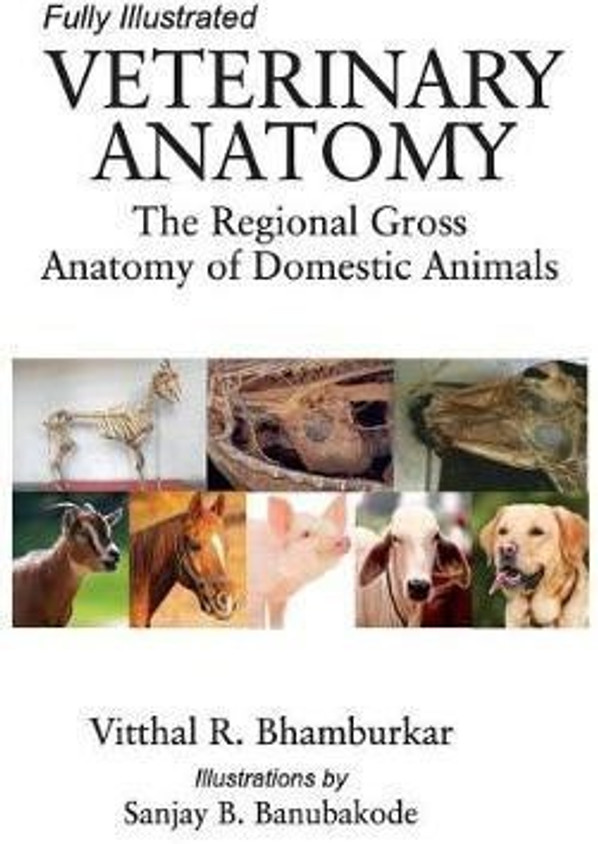 Anatomy Of Animals 943