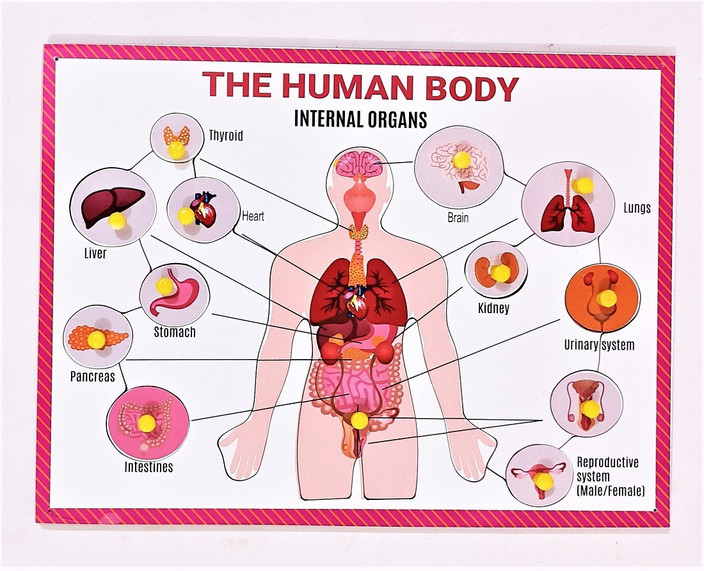 The Human Internal Organs Human Body Activities Human Body Organs