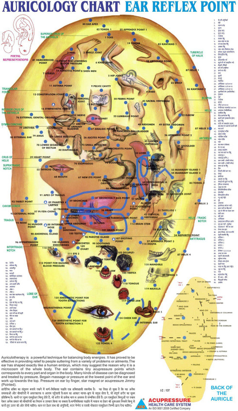 Ear Chart Pressure Point Chart Auricular Map | CHART OF EAR REFLEX