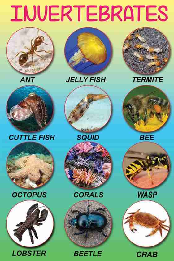 invertebrate poster