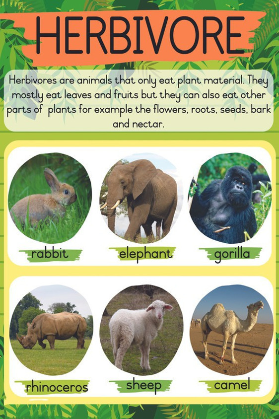 Herbivores Omnivores And Carnivores Posters Poster Science