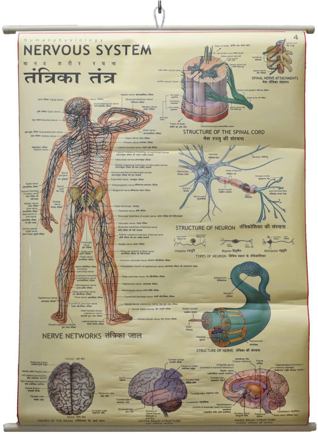 Nervous System Chart The Power Of Thought: Why We Should All Be