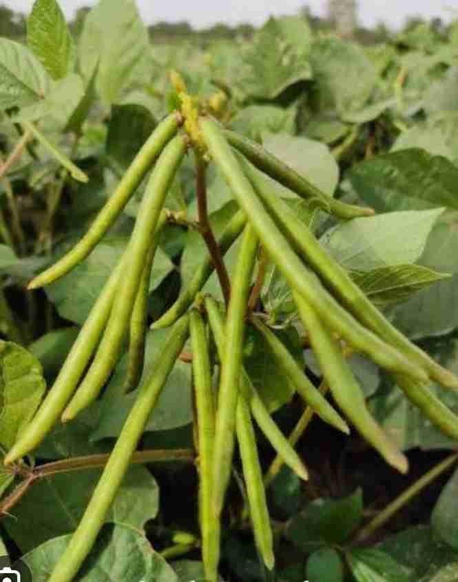 Green Gram Plant