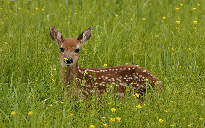Girly Deer Wallpaper