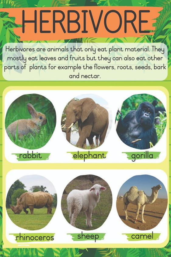 Herbivorous Animals Names