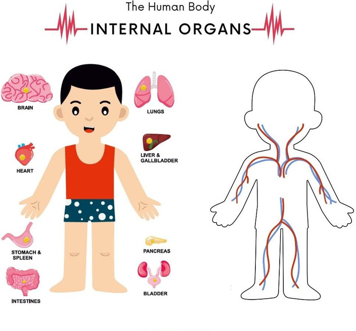 The Human Internal Organs Human Body Activities Human Body Organs
